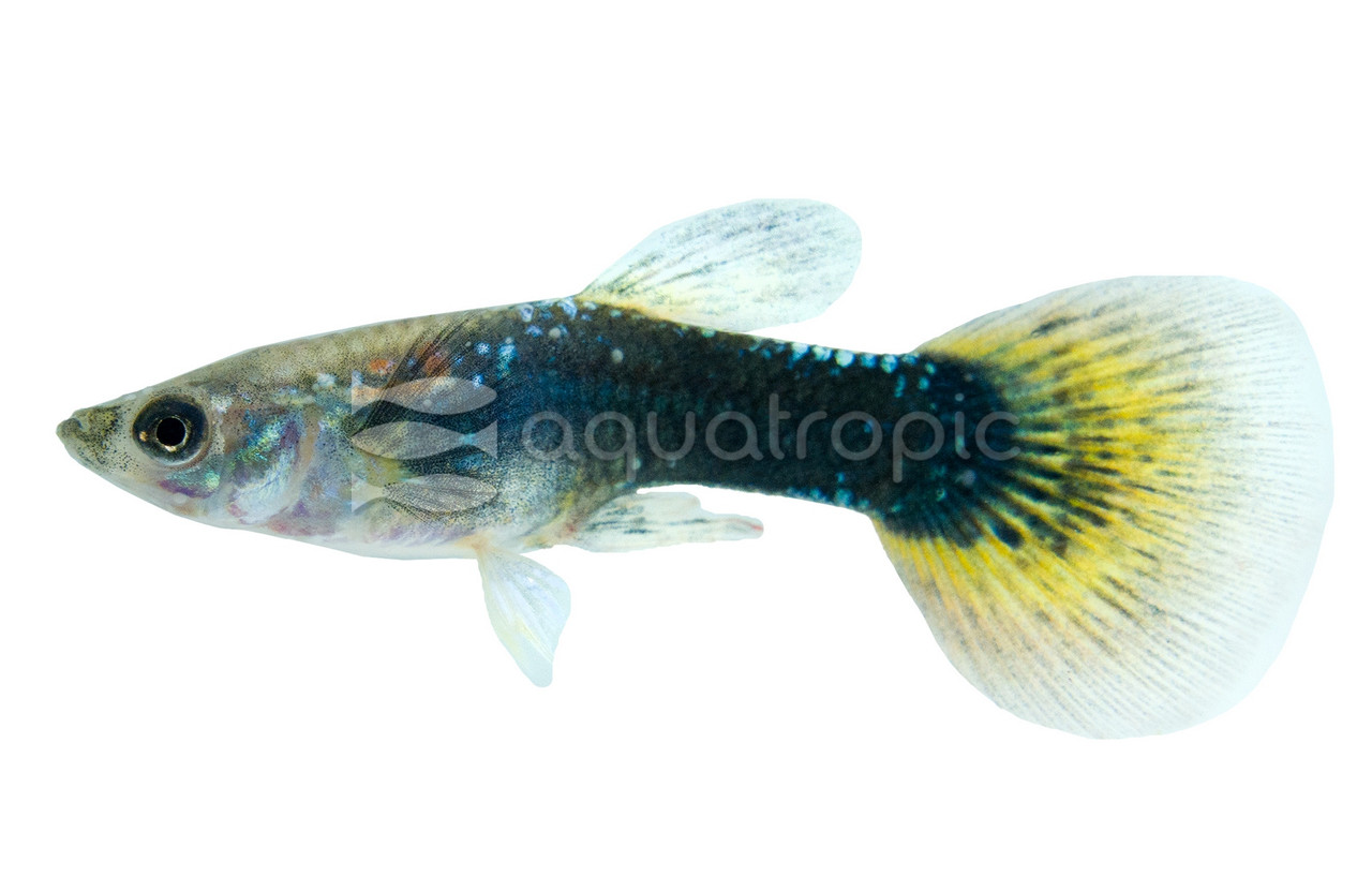 Black Sakura Male Guppy - Quality Marine