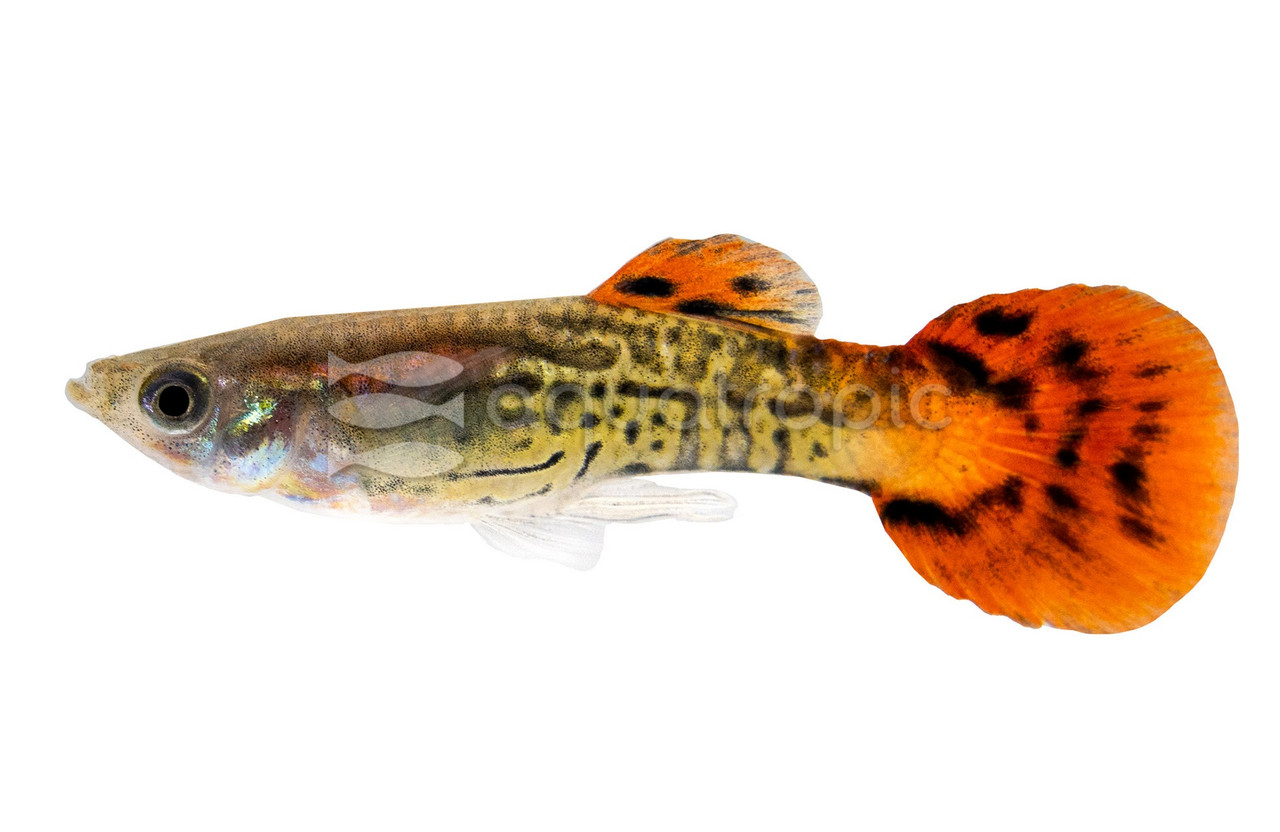 Cobra Red Male Guppy - Quality Marine