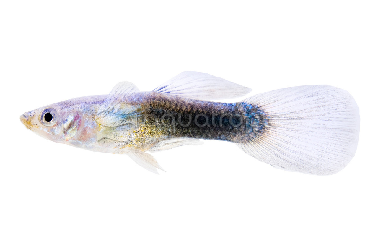 Blue Neon Male Guppy - Quality Marine