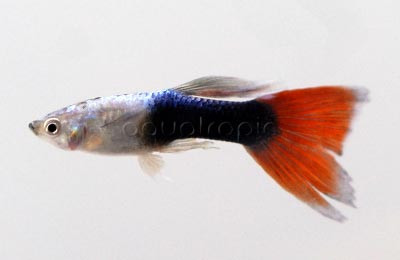Tux Red Neon Guppy, Male - Quality Marine