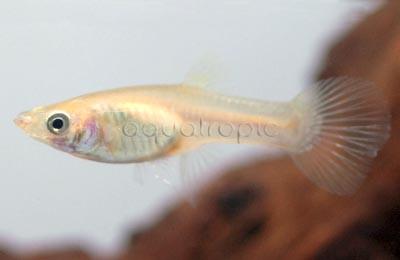 Endler's Gold Female - Quality Marine