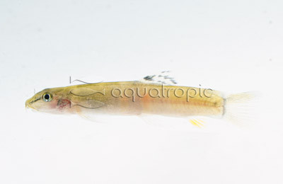 Sumo Loach - Quality Marine