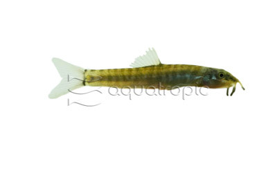 Super Convict Loach - Quality Marine