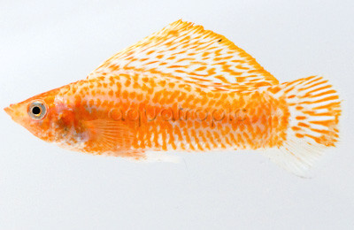 Red Sunset Sailfin Molly - Quality Marine