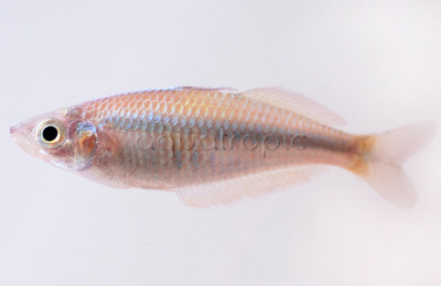 Alleni Wapoga River Rainbowfish - Quality Marine