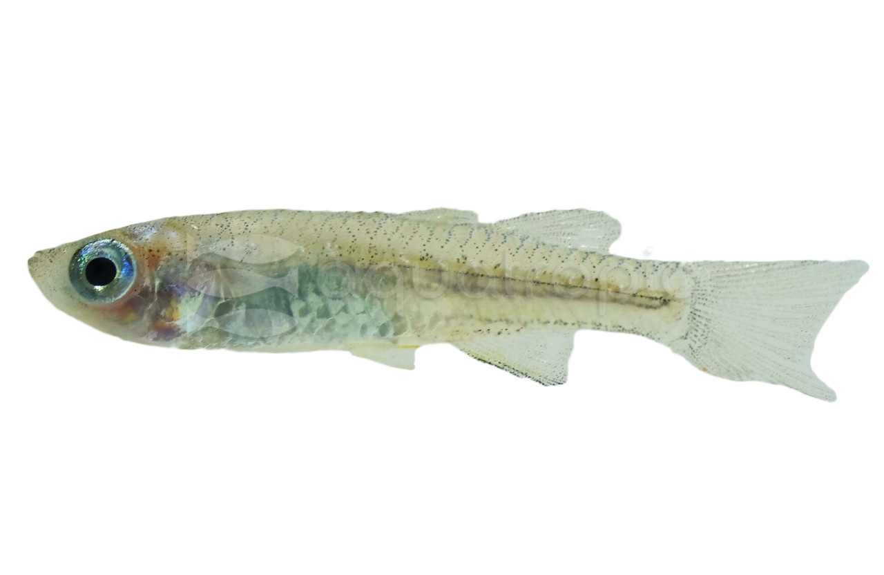 Blue-Eye Tenellus Rainbowfish - Quality Marine