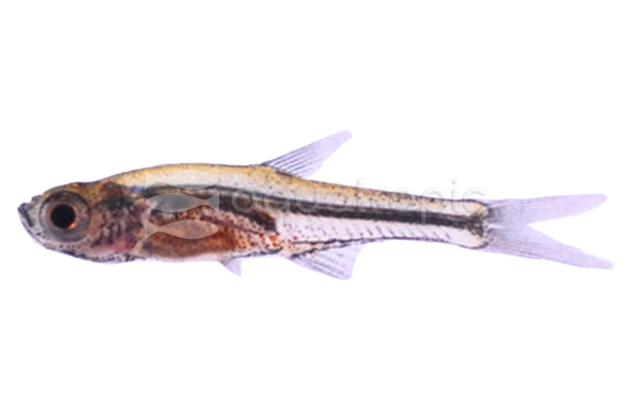 Green Axelrod Rasbora - Quality Marine