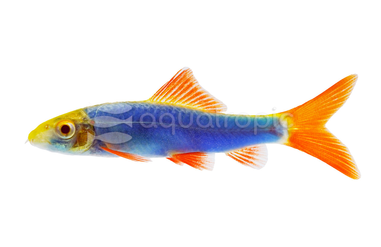 Blue Glow Fish