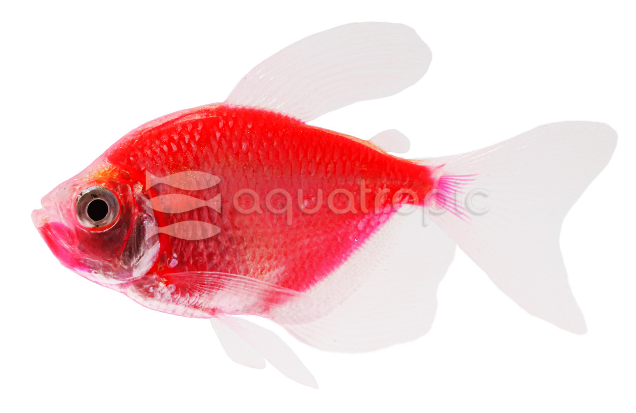 Glo Starfire Red Longfin Tetra - Quality Marine