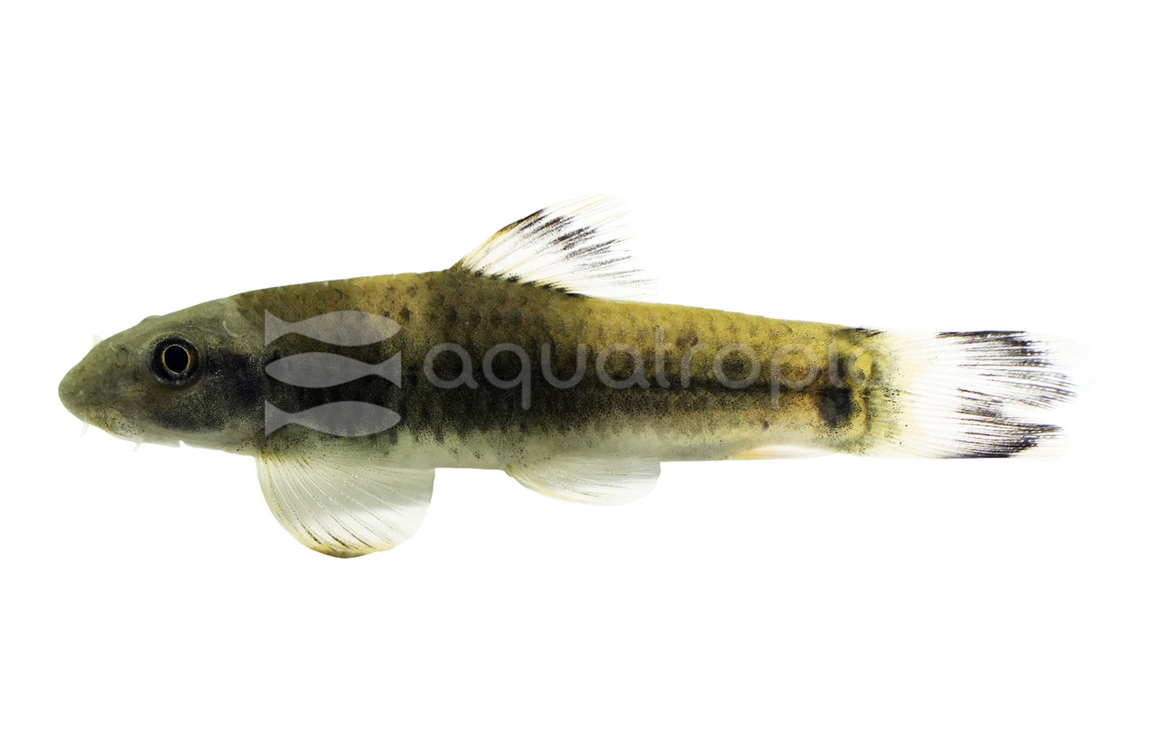 Burmese Banded/Panda Algae Eater - Quality Marine