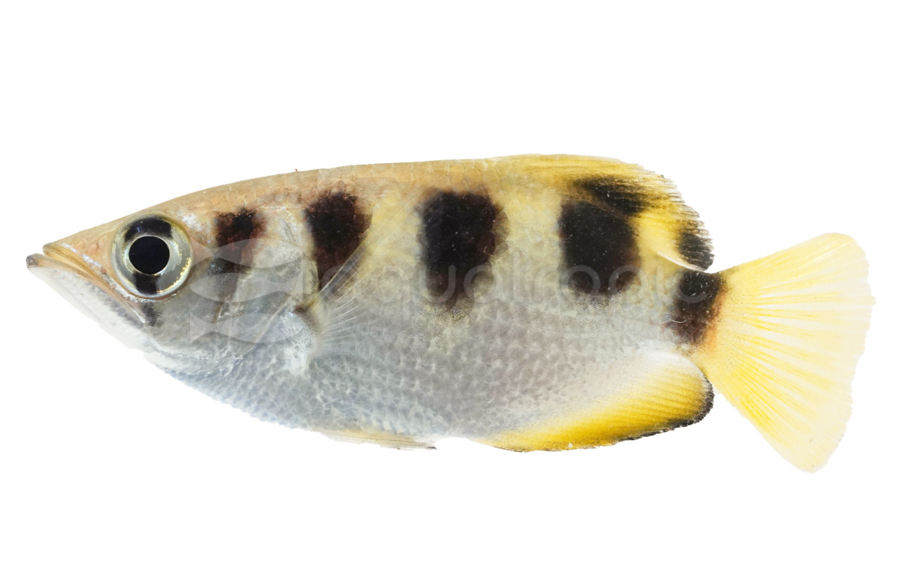 Banded Archer Fish - Quality Marine