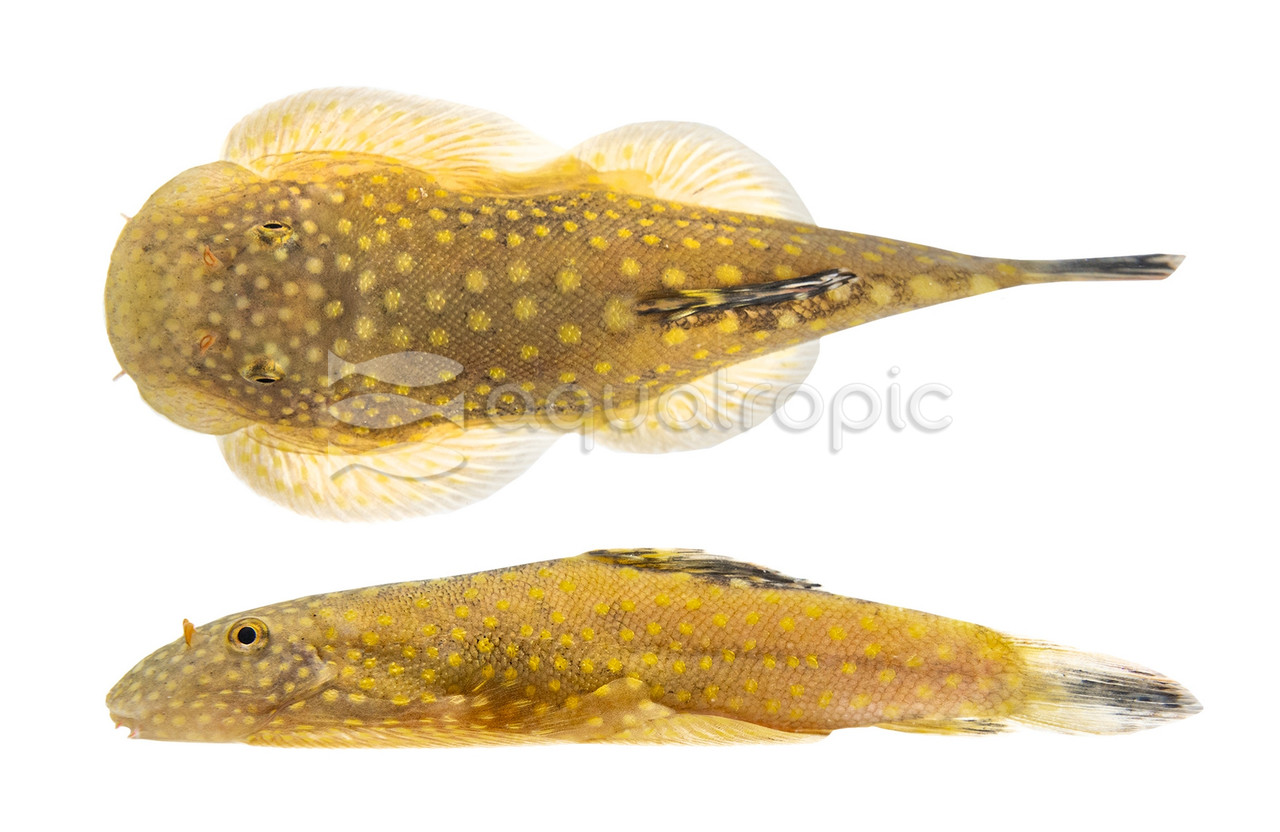 Borneo Sucker Loach - Quality Marine