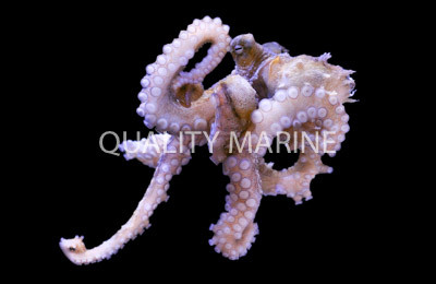 Long Arm Octopus - Quality Marine