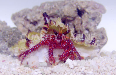 Fancy Shell Hermit Crab - Quality Marine