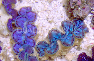 Blue Maxima Clam - Quality Marine