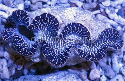 Ultra Black/White Maxima Clam - Quality Marine