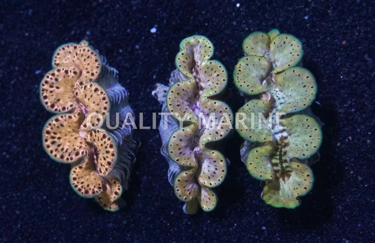 Gold Premium Maxima Clam - Quality Marine