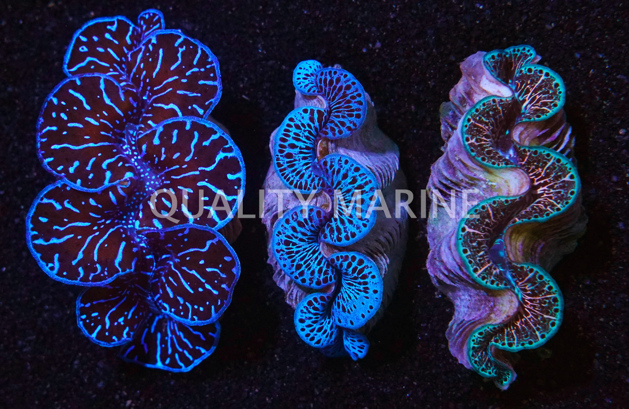 Ultra Premium Maxima Clam - Quality Marine