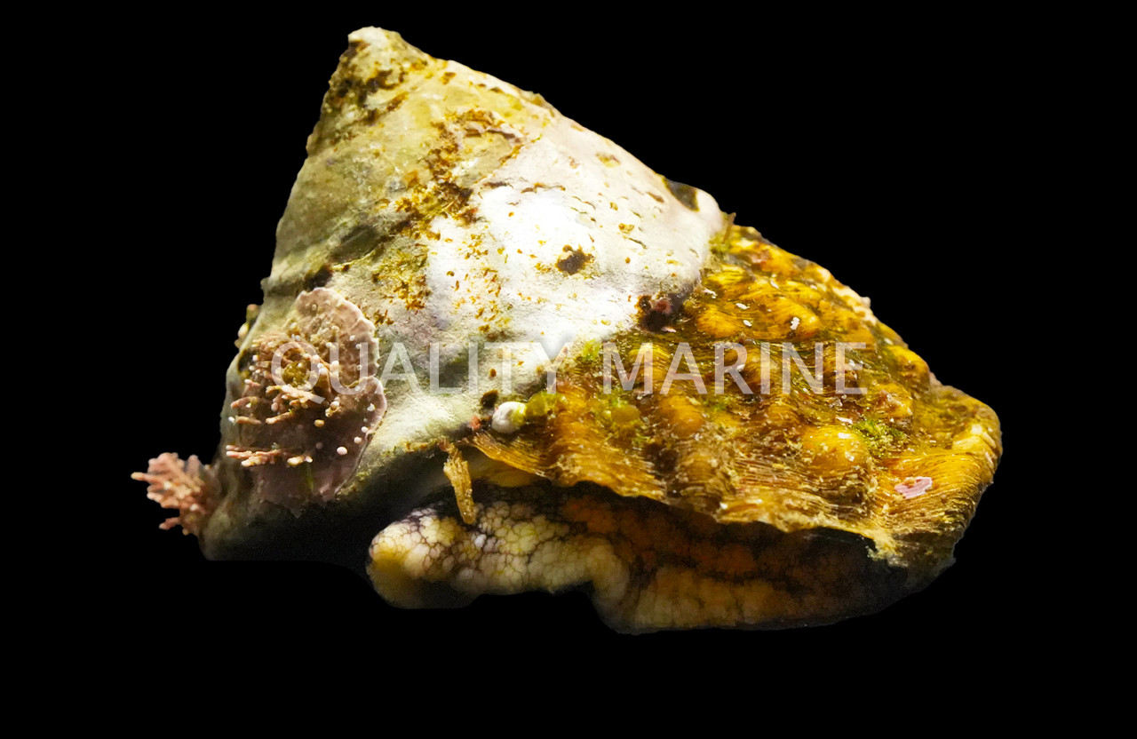 Top Crown Snail - Quality Marine