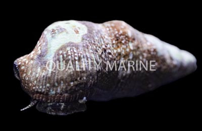 Cerith White Cone Tip - Quality Marine