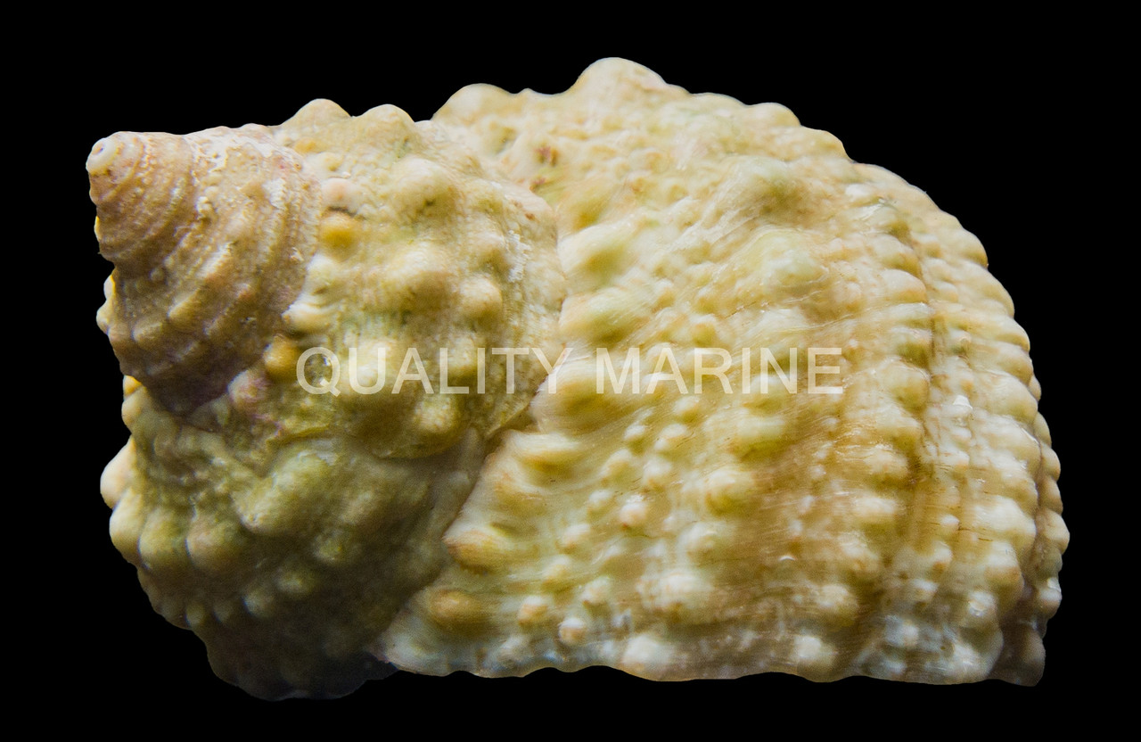Chestnut Turbo Snail - Quality Marine