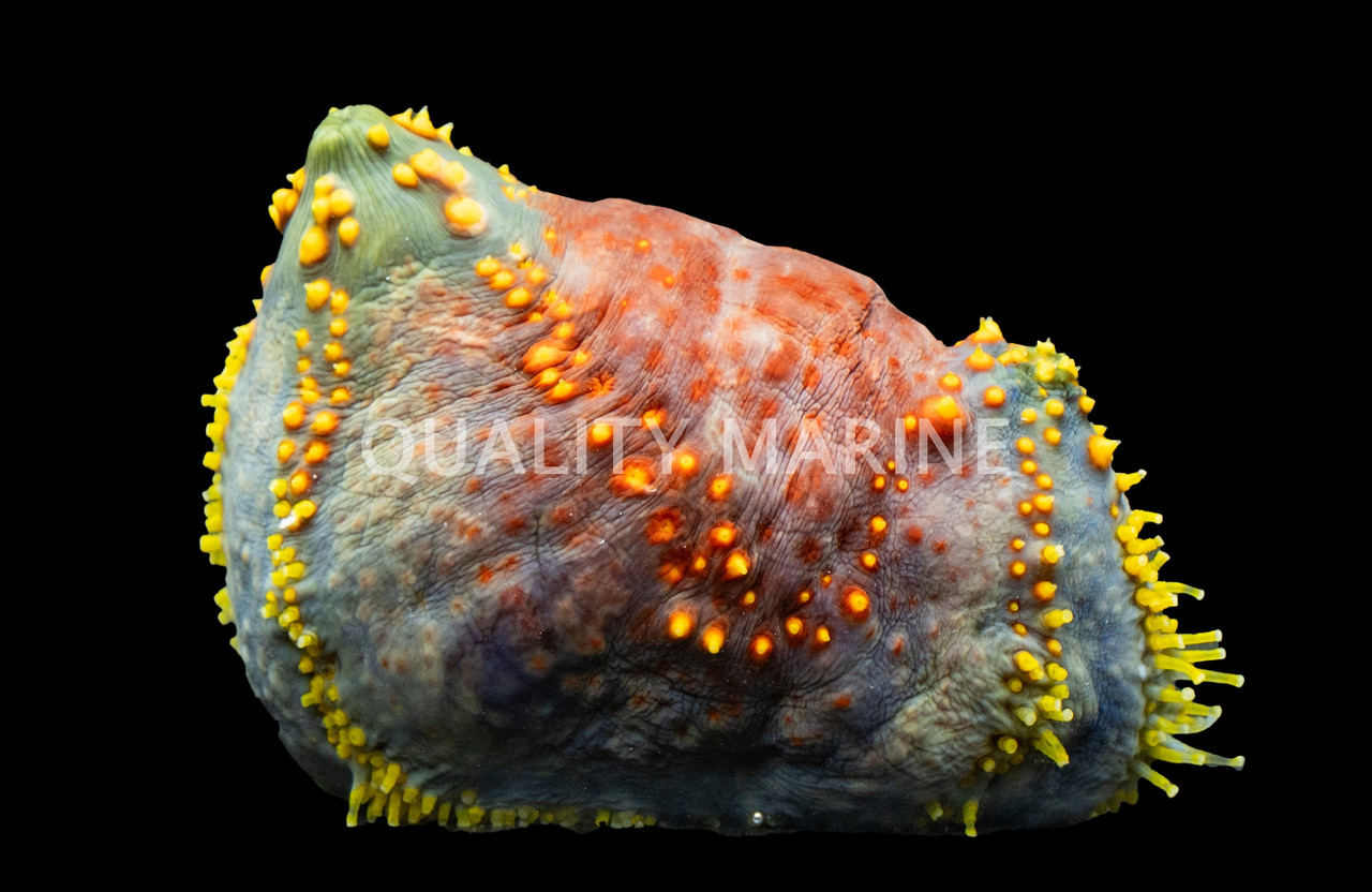 Sea Apple - Quality Marine