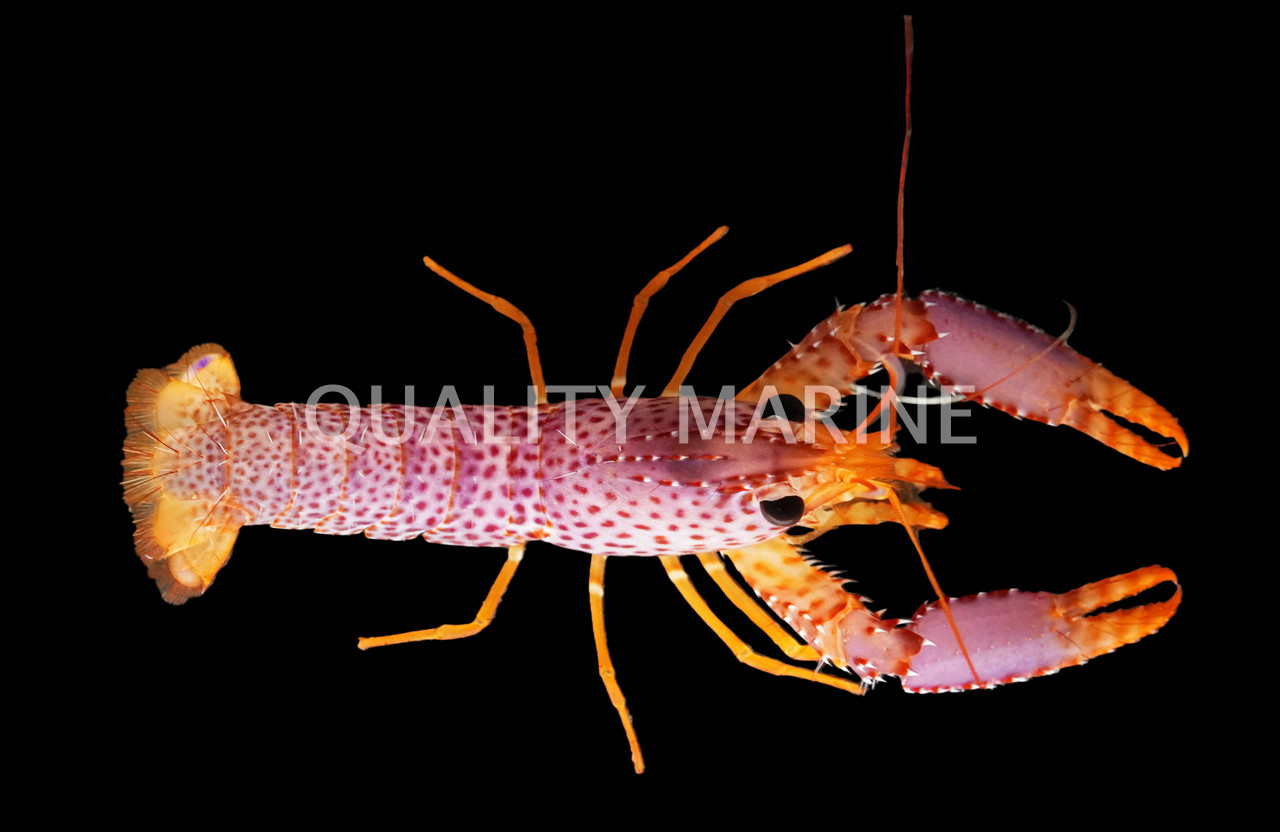 Debelius Reef Lobster - Quality Marine