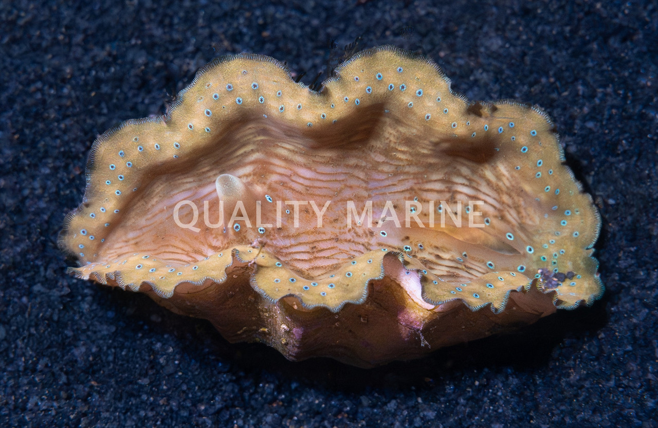 Gigas Clam - Quality Marine