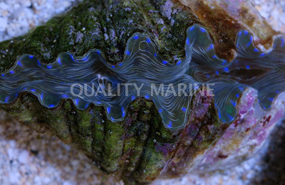 Hippopus Hippopus - Quality Marine