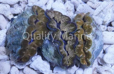 Crocea Clam - Quality Marine