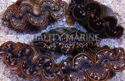 Gold Maxima Clam - Quality Marine