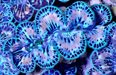 Ultra Blue/Turquoise Maxima Clam - Quality Marine