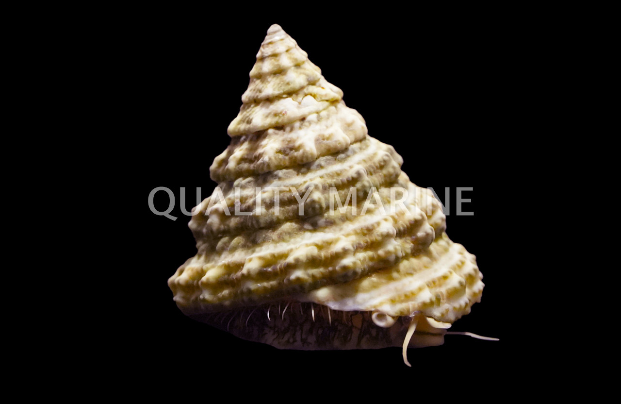 Turban Snail - Quality Marine