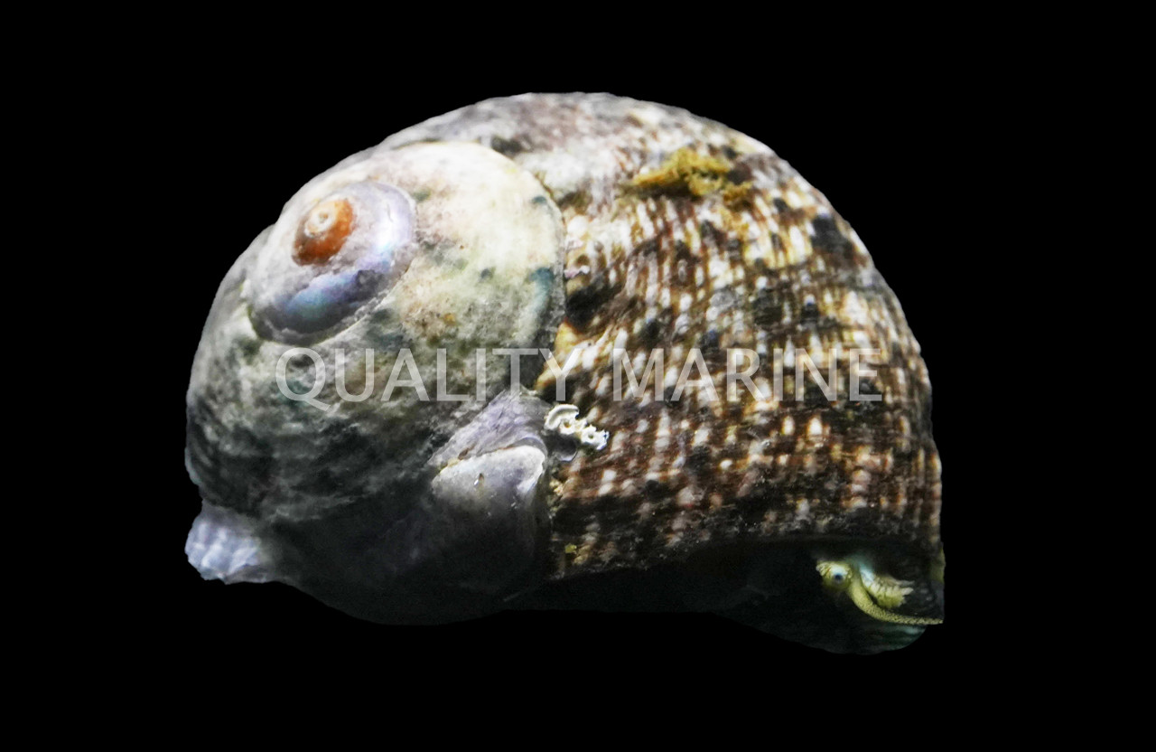 Turbo, Cat's Eye - Quality Marine