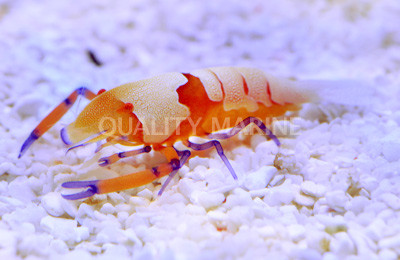 Emperor Shrimp - Quality Marine
