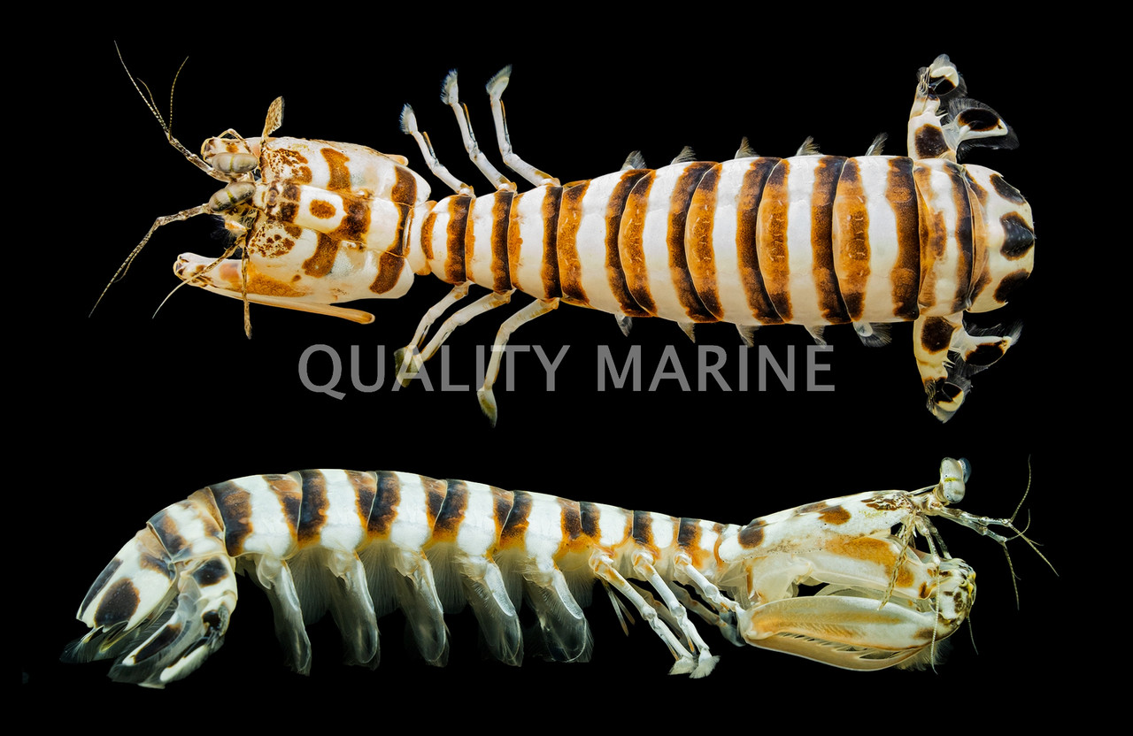 Zebra Mantis Shrimp - Quality Marine