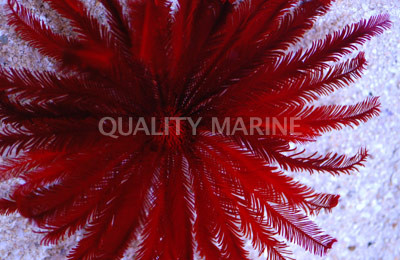 Feather Blood Red Sea Lilly - Quality Marine