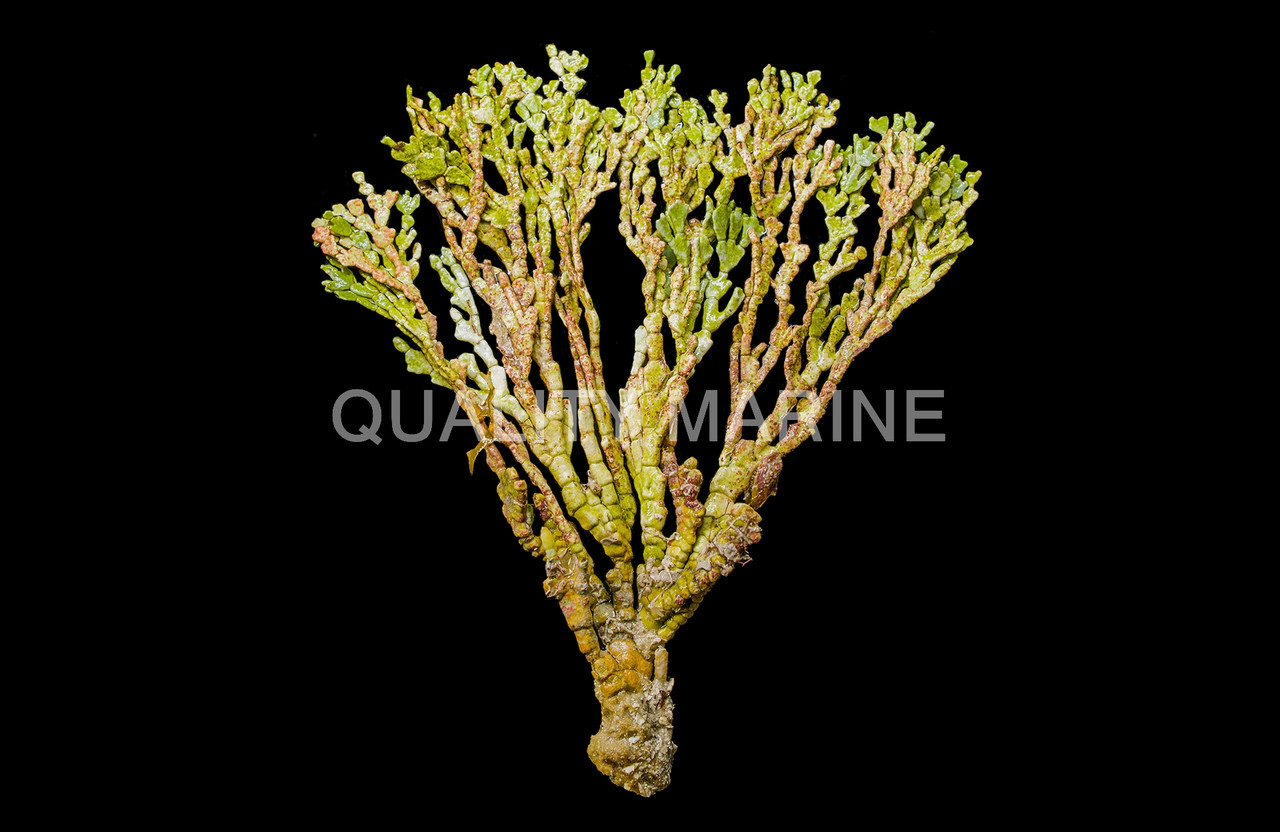 Halimeda - Quality Marine