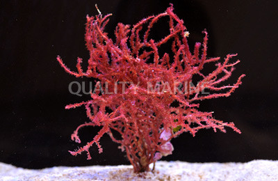 Kelp On Rock, Red Grape - Quality Marine