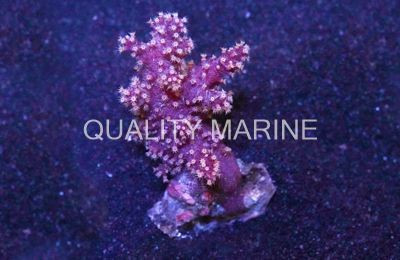 Red Thin Chili Coral - Quality Marine