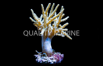 Sinularia, Finger, Green, nano - Quality Marine