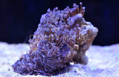 Blue Long Stem Waving Hand Coral - Quality Marine
