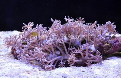 White Long Stem Waving Hand Coral - Quality Marine