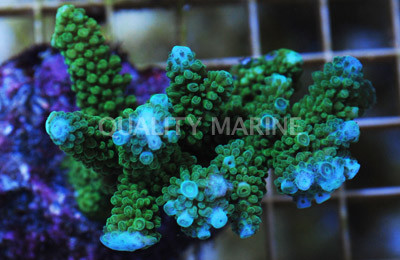 Blue Tip Green Abrolhosensis Acropora Coral - Quality Marine