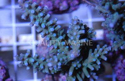 Blue Tip Green Exquisita Acropora Coral - Quality Marine