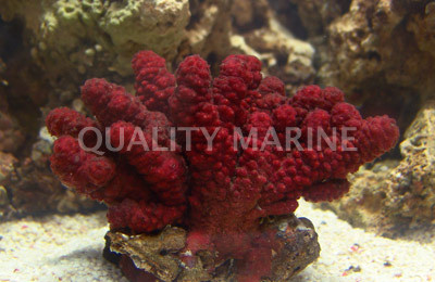 Red Thick Chili Coral - Quality Marine