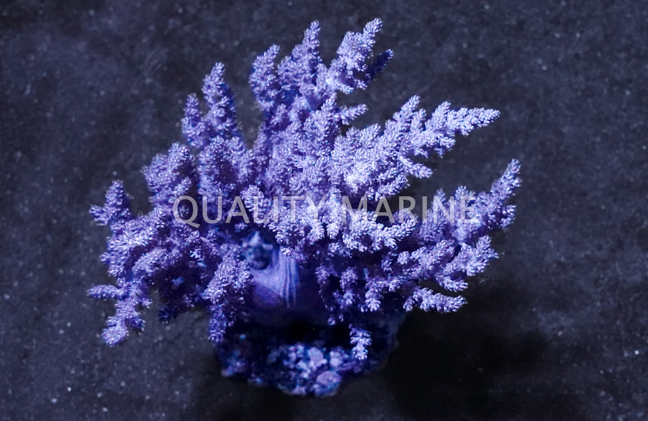 Tree Pink - Quality Marine