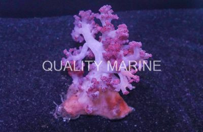 Red Flower Tree Coral - Quality Marine