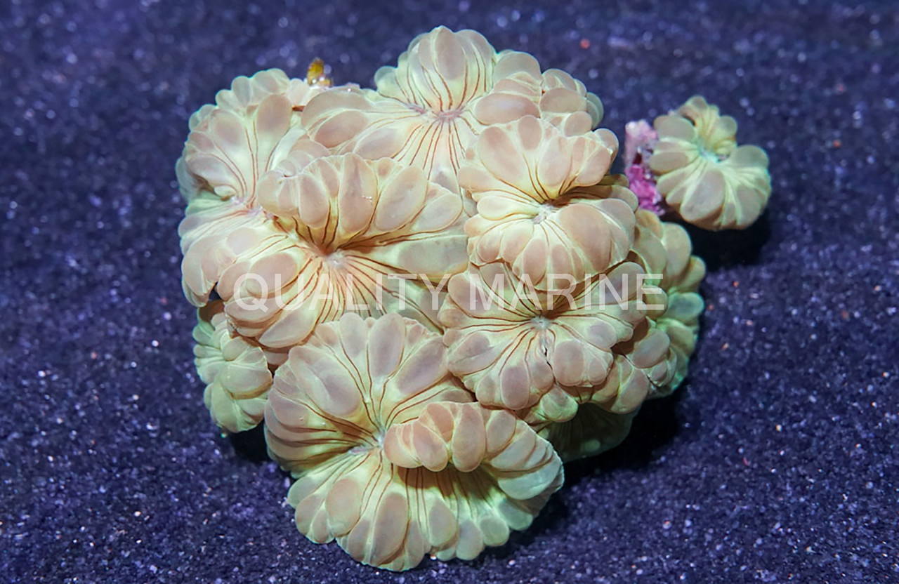 Fox Coral - Quality Marine