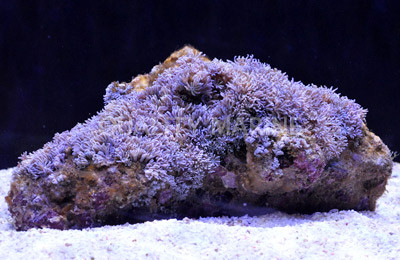 Waving, Short Stem Blue - Quality Marine